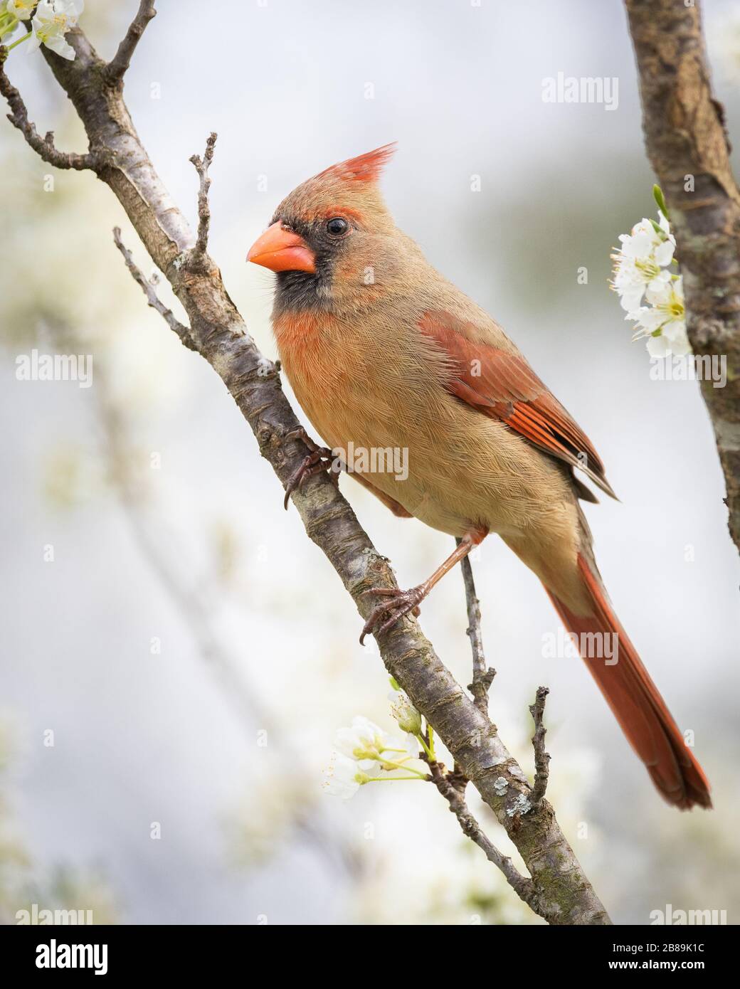 Northern Cardinal In Tree High Resolution Stock Photography and Images ...