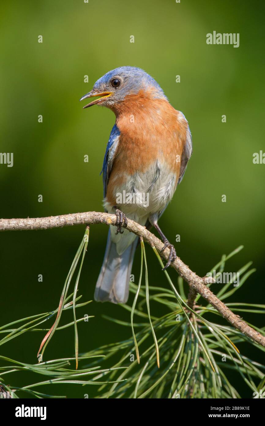 Bluebird in pine tree hi-res stock photography and images - Alamy