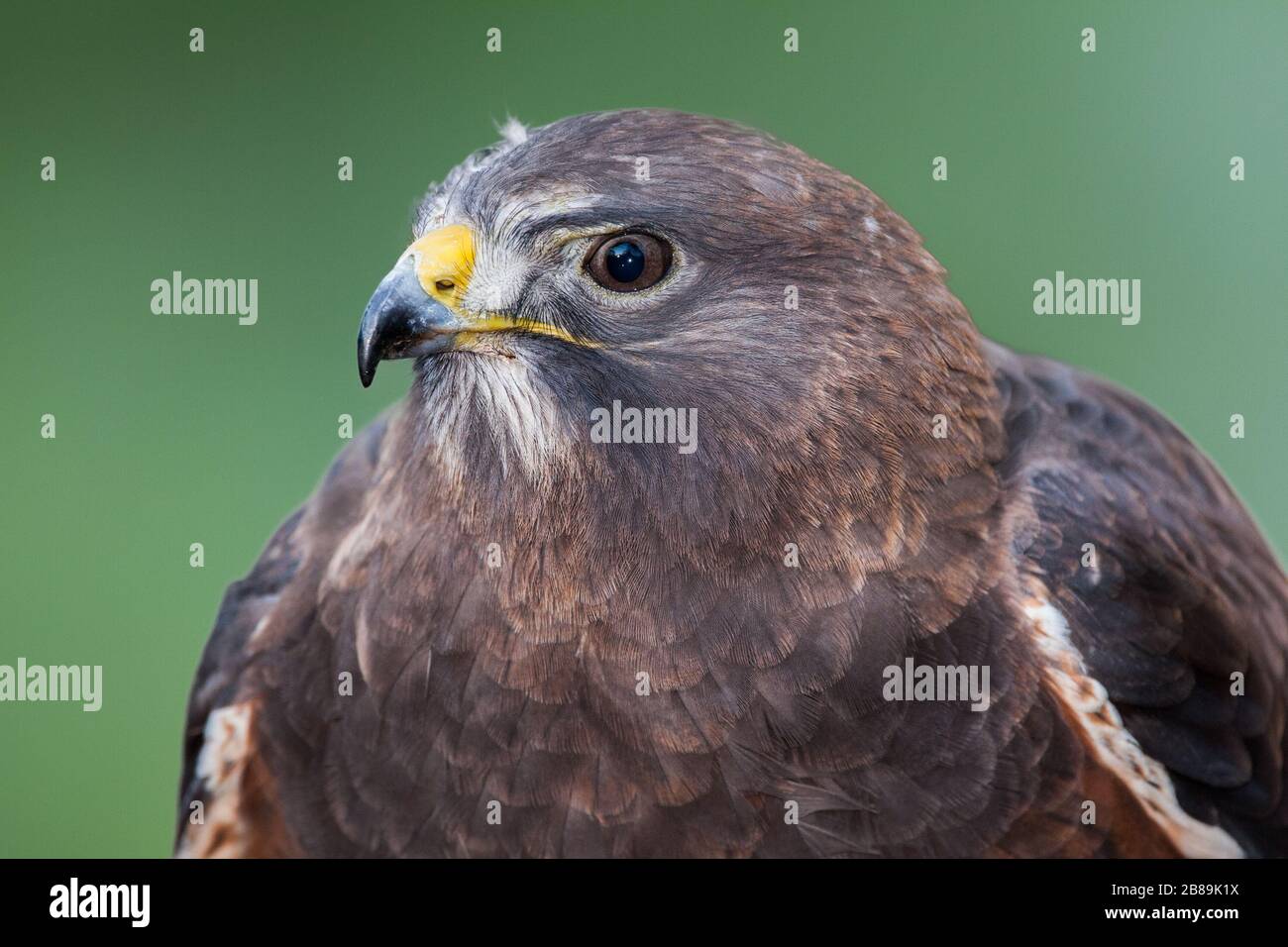 Swainsons hawk hi-res stock photography and images - Alamy