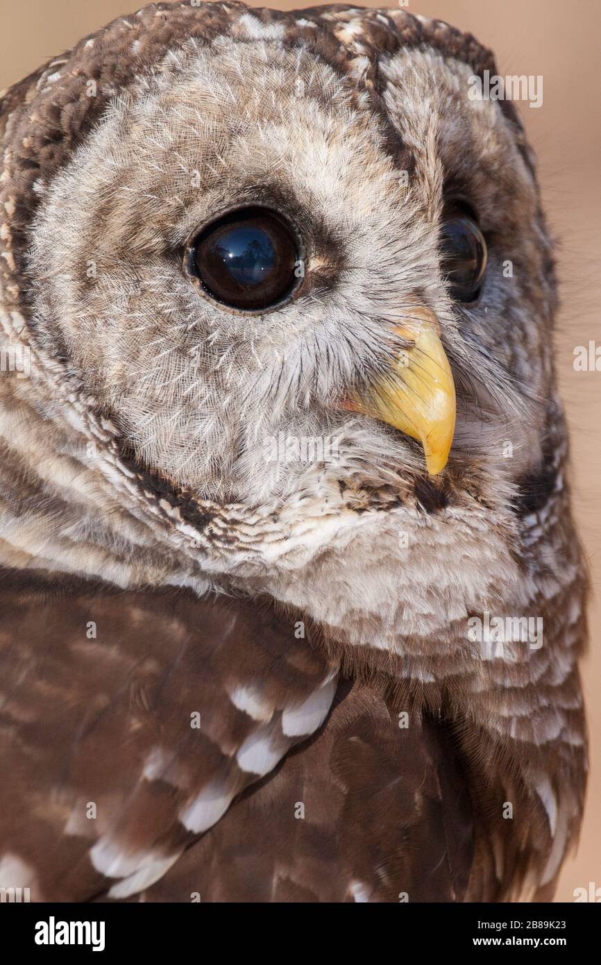 Barred Owl Closeup Stock Photo - Alamy