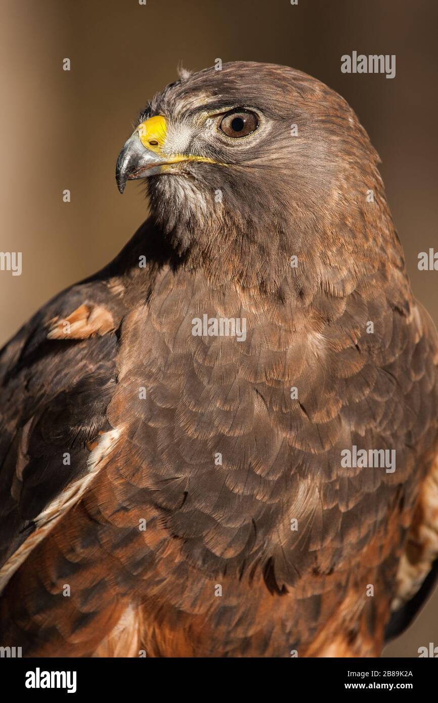 Swainsons hawk hi-res stock photography and images - Alamy