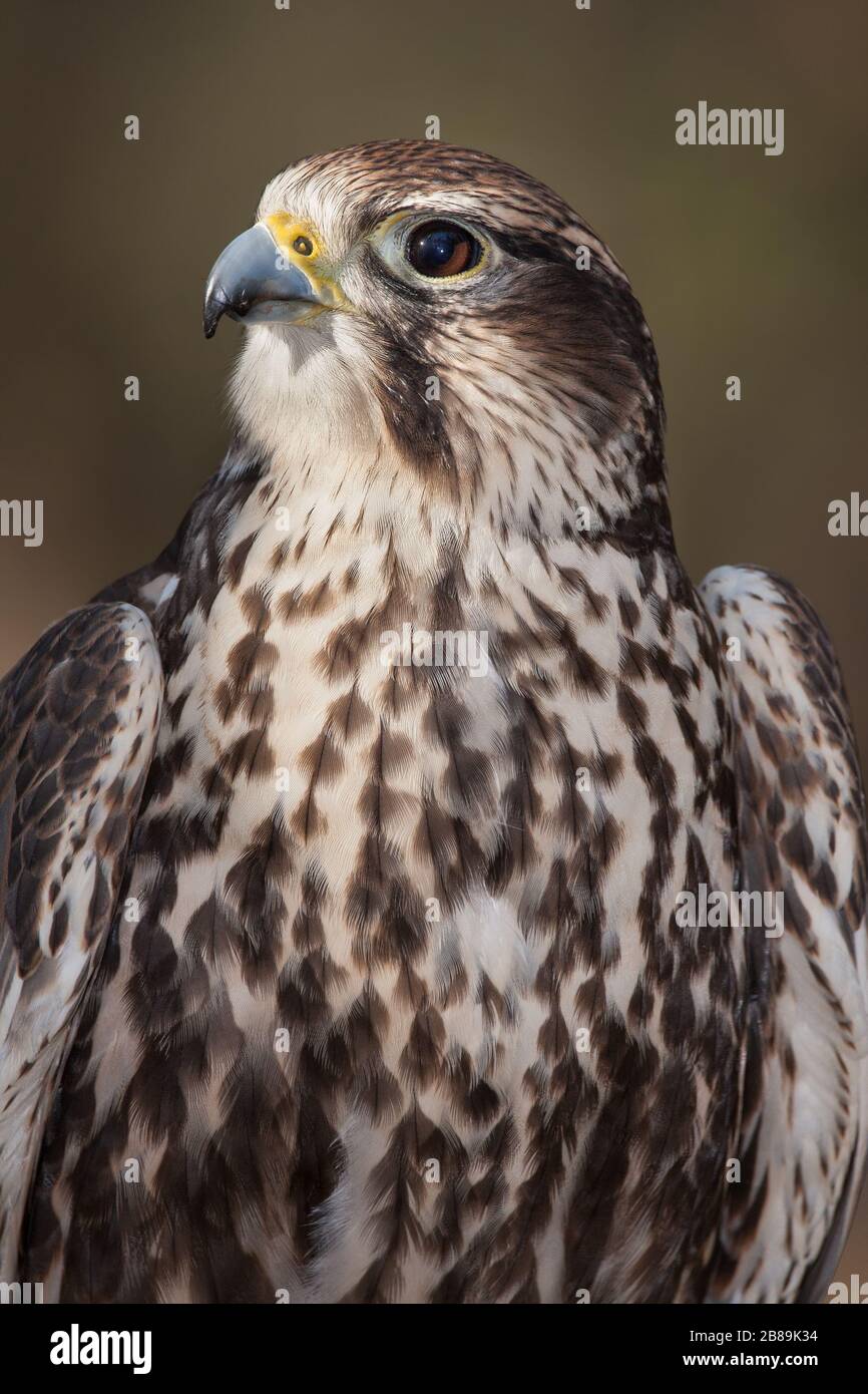 Asian Falcon High Resolution Stock Photography and Images - Alamy