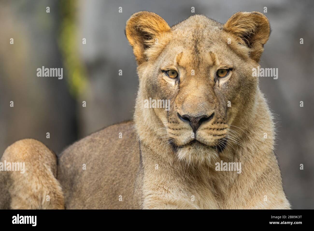 Portrait of lion hi-res stock photography and images - Alamy