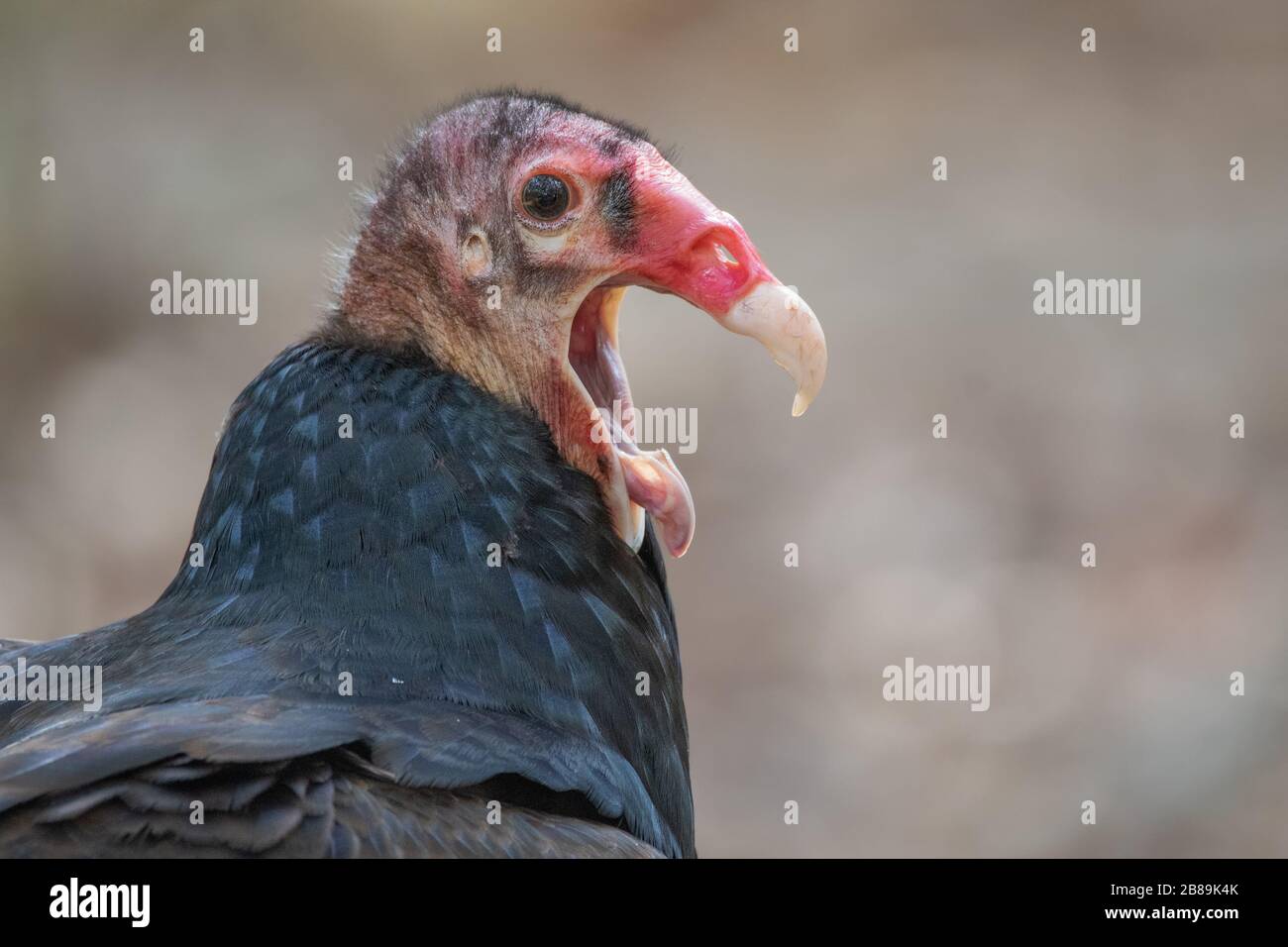 Vulture point hi-res stock photography and images - Alamy