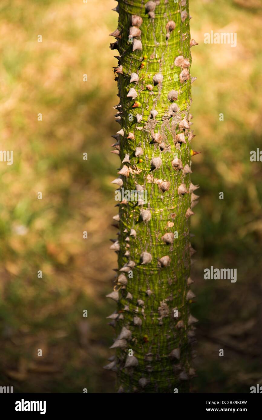 Drunken tree trunk with thorns in the sun Stock Photo - Alamy
