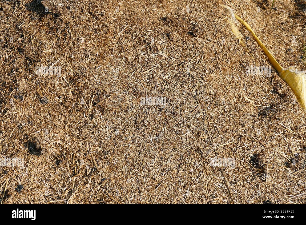 rotten straw and wastes, environmental pollution Stock Photo - Alamy