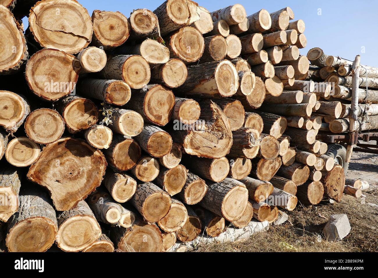 cut poplar trees, timber trade, timber obtained from the poplar trees ...