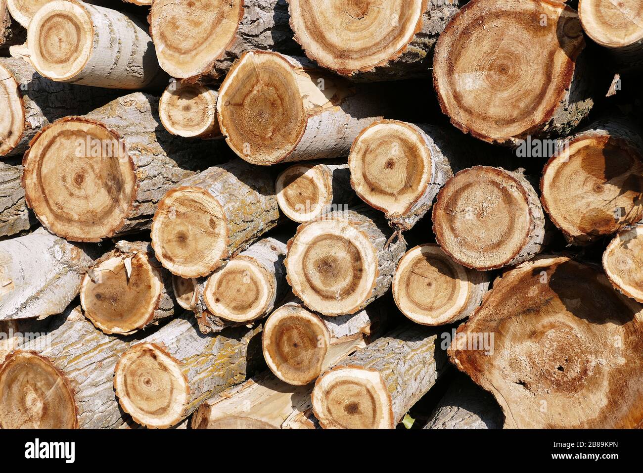 cut poplar trees, timber trade, timber obtained from the poplar trees ...