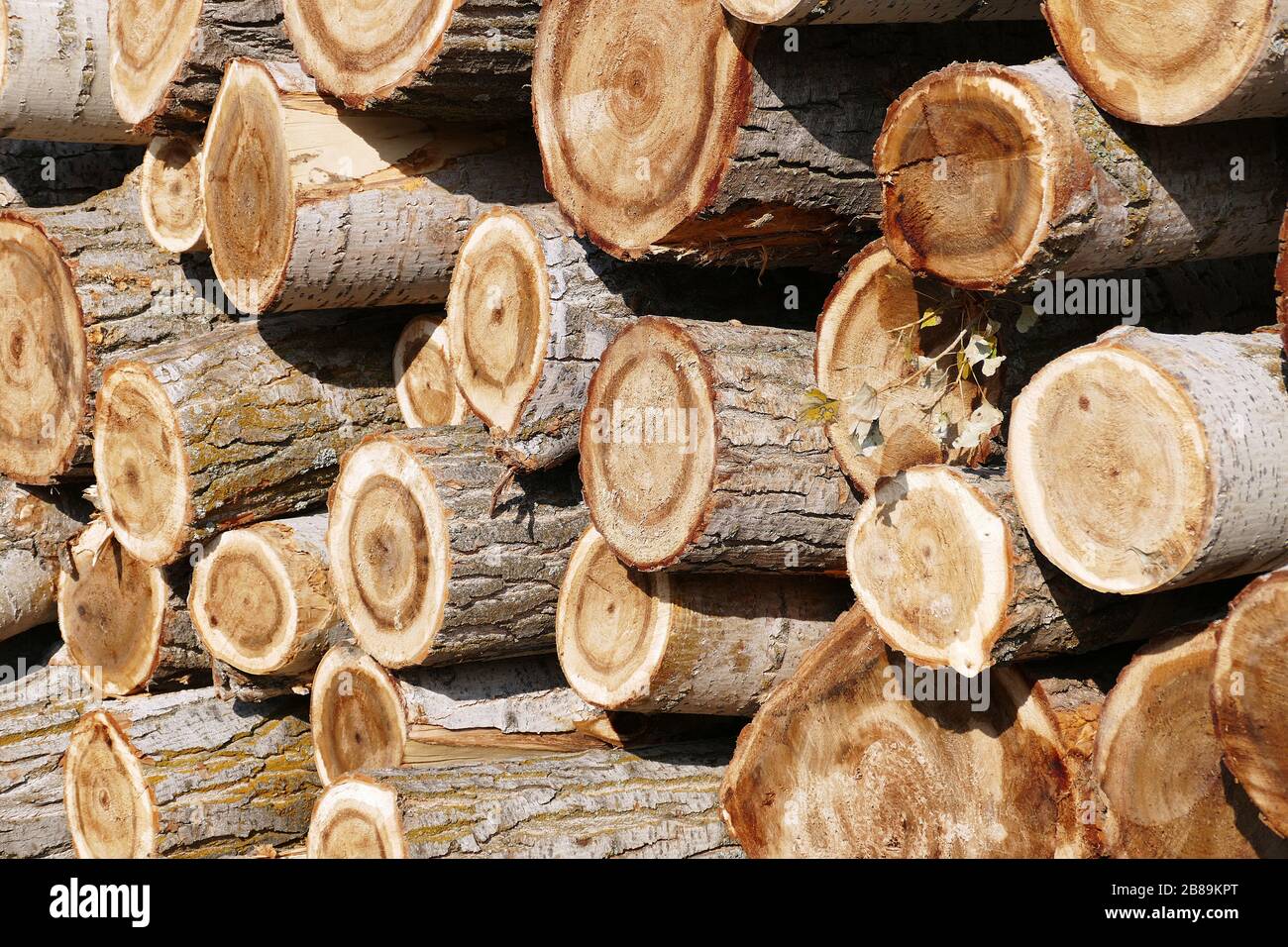 cut poplar trees, timber trade, timber obtained from the poplar trees ...