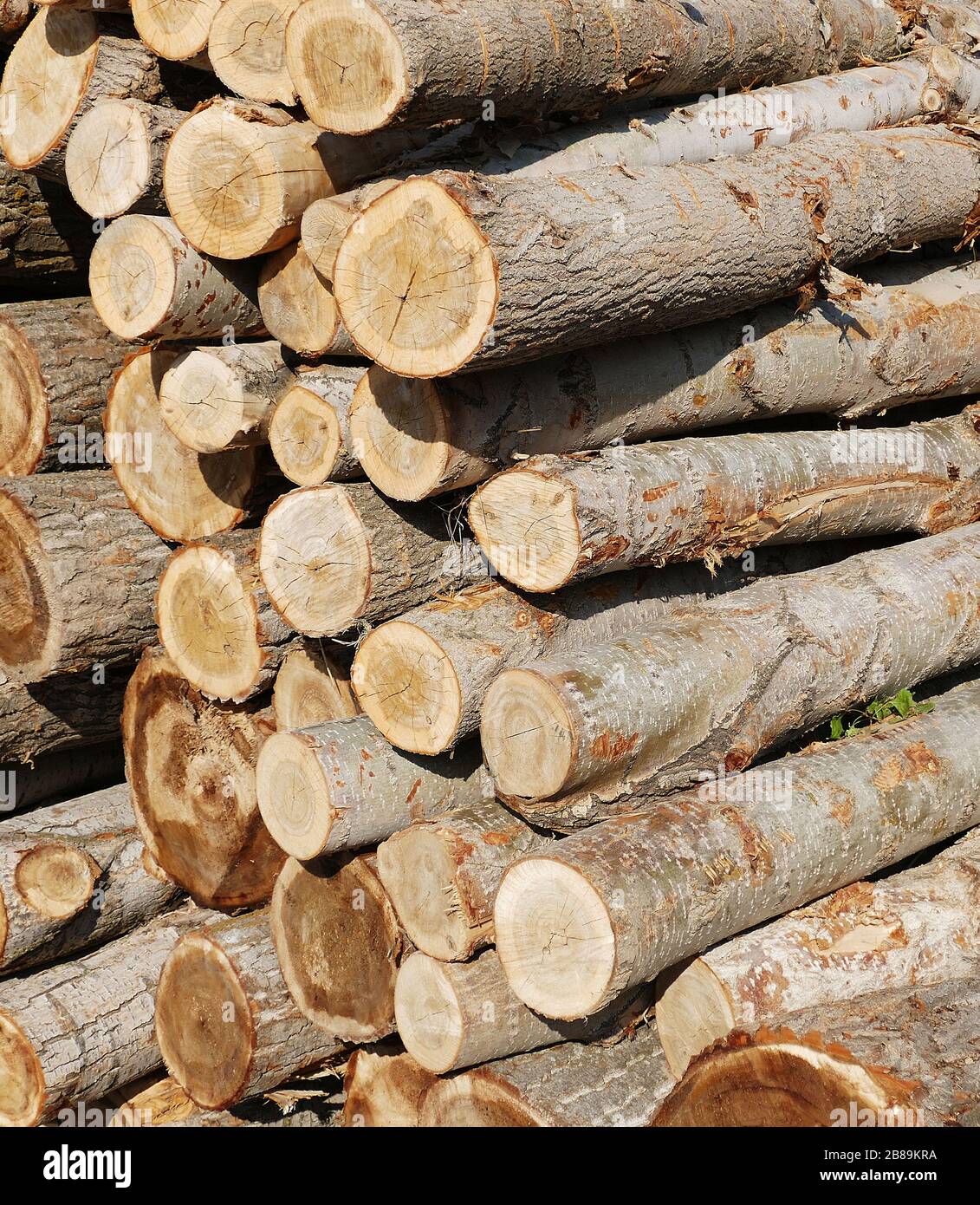 cut poplar trees, timber trade, timber obtained from the poplar trees ...