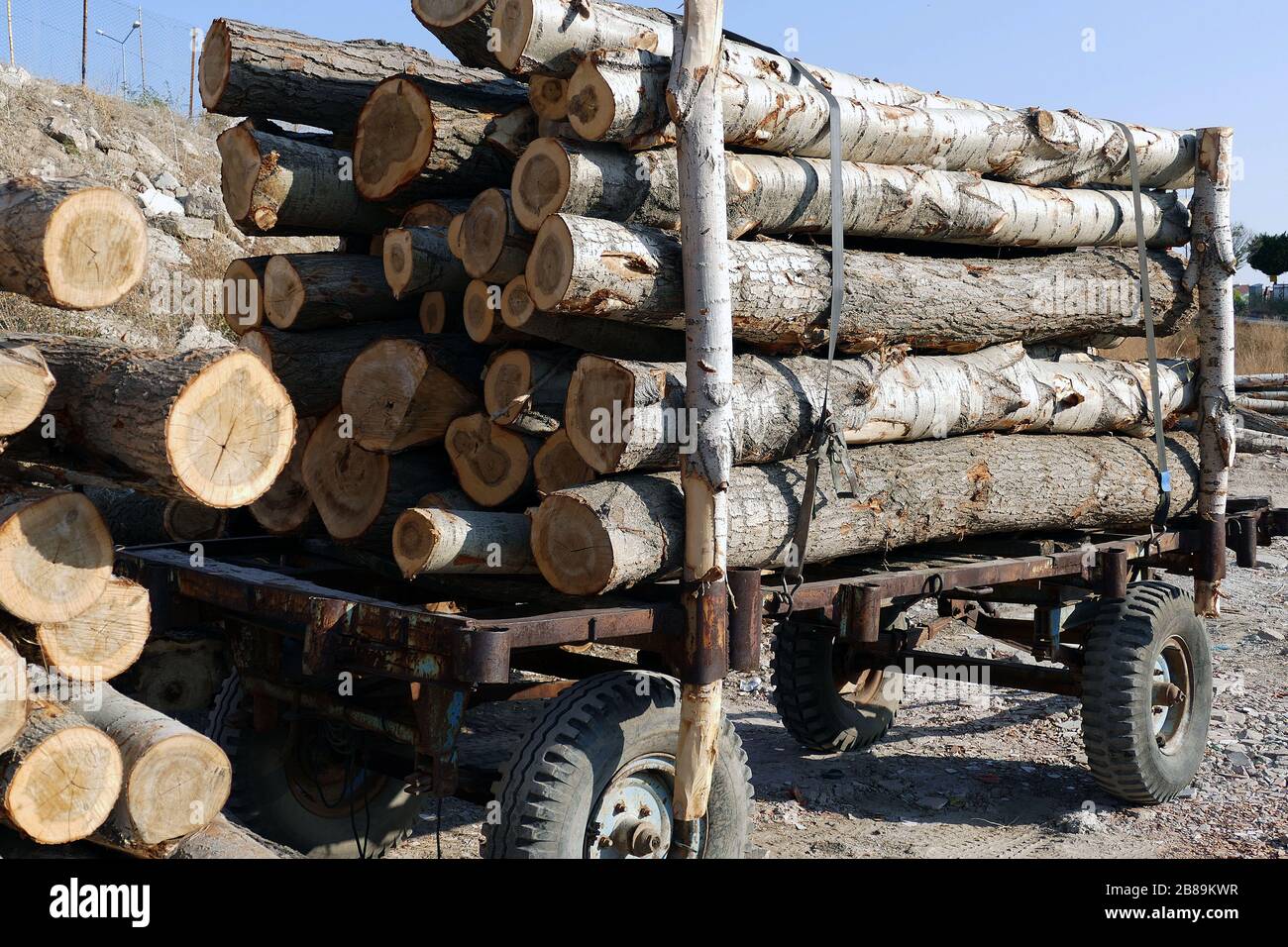 timber trade, cut trees stand in rows, large timber trees on trailer ...