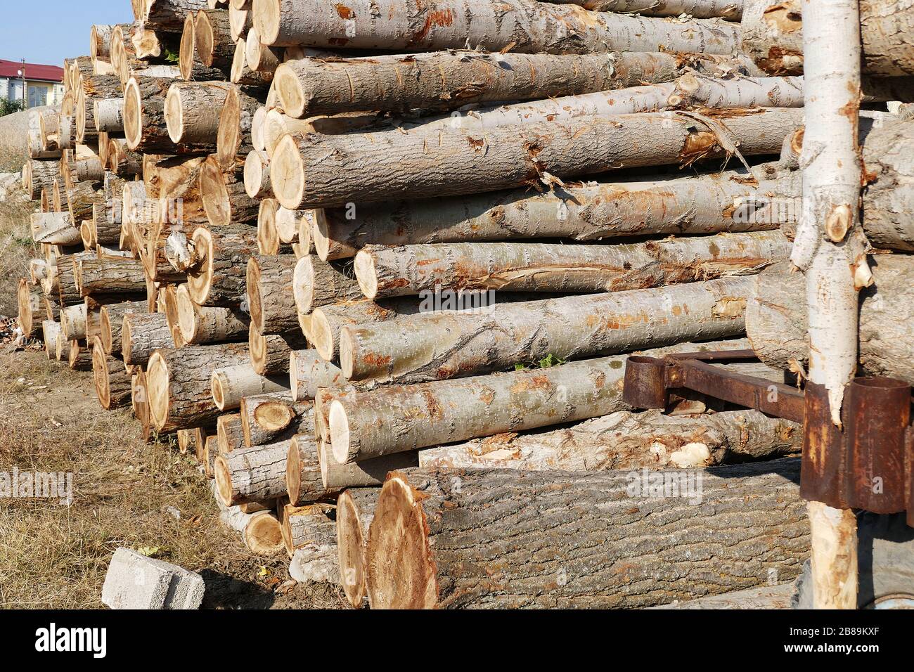 cut poplar trees, timber trade, timber obtained from the poplar trees ...