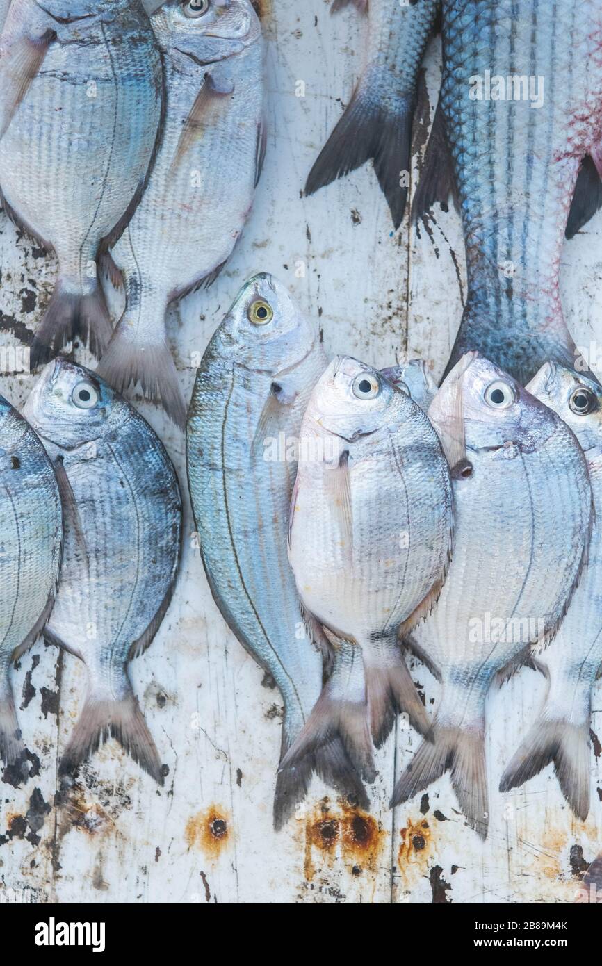 Fish being sold on the market in the harbour Stock Photo - Alamy