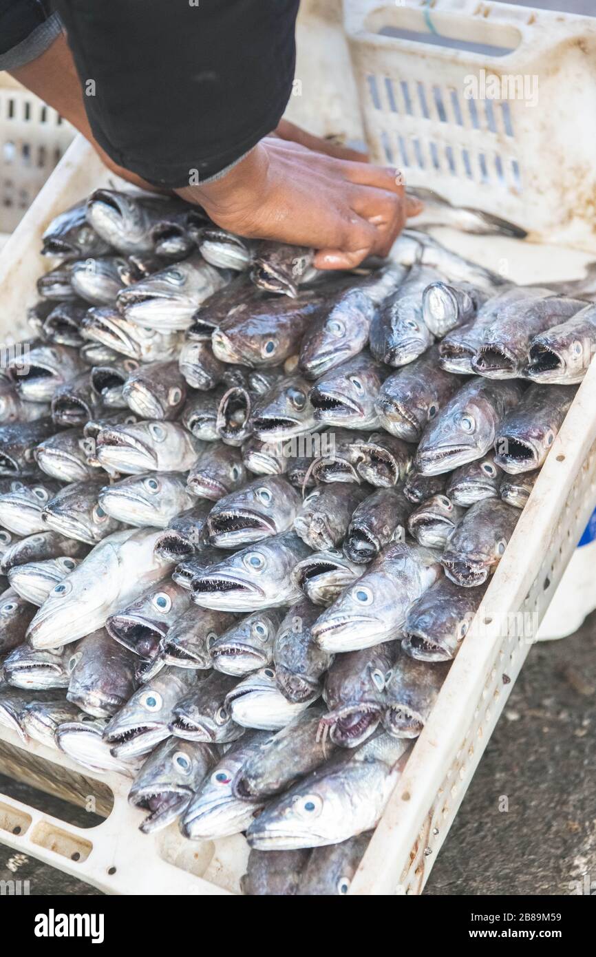 A fishmonger puts fresh fish in a basket Stock Photo - Alamy