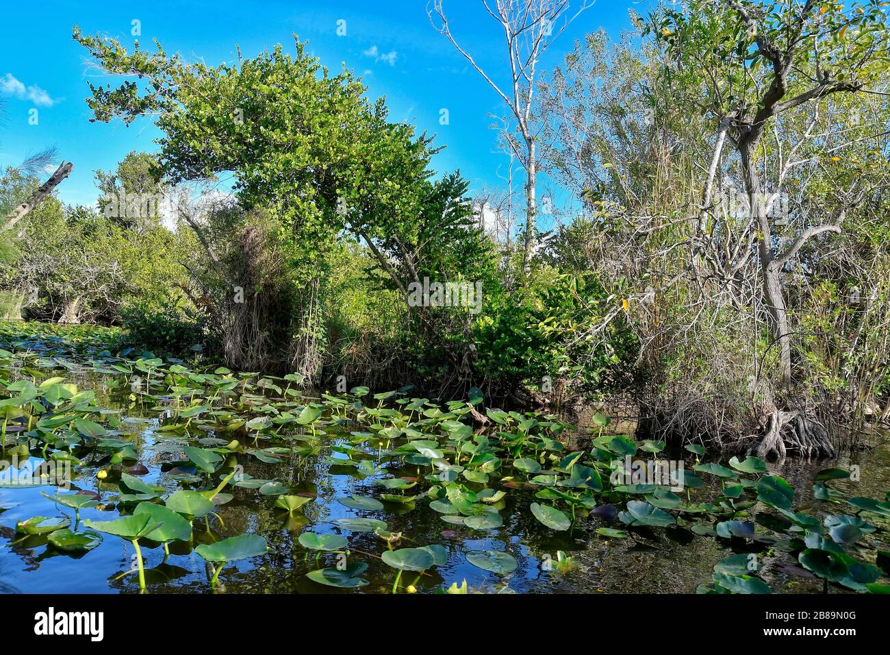 Everglades, Florida, Usa Stock Photo - Alamy