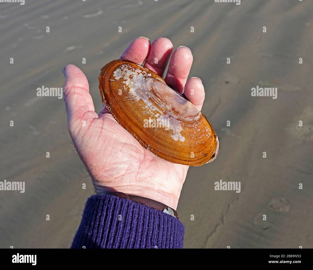 Oregon seafood dish hi-res stock photography and images - Alamy