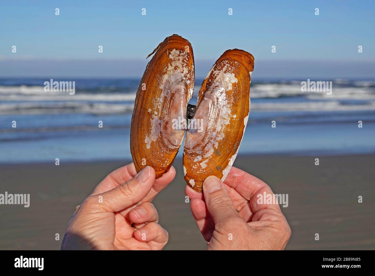 Pacific razor clams hi-res stock photography and images - Alamy