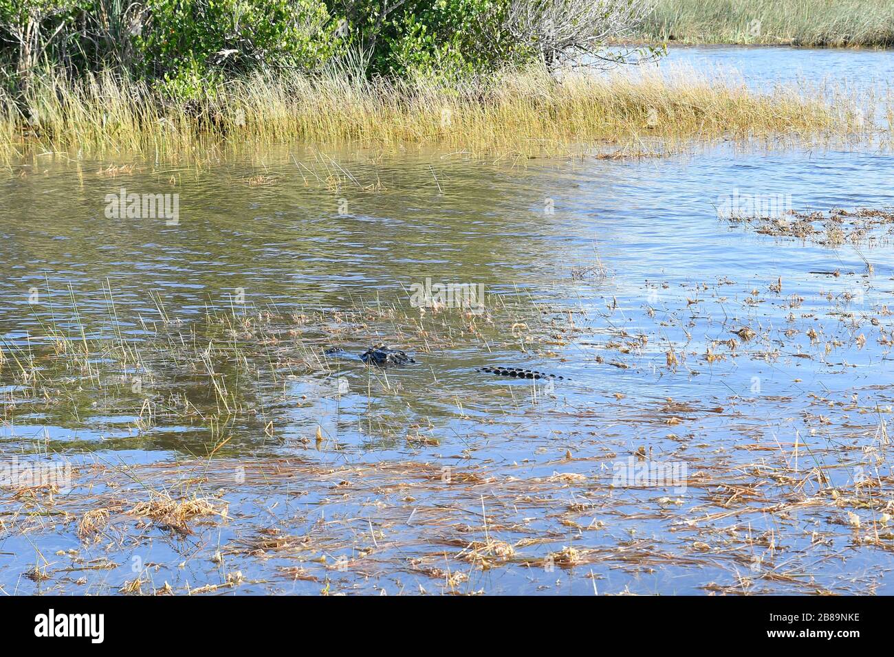 Miami everglades manatee hi-res stock photography and images - Alamy