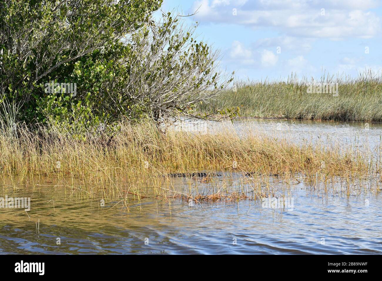 Everglades safari park miami hi-res stock photography and images - Alamy