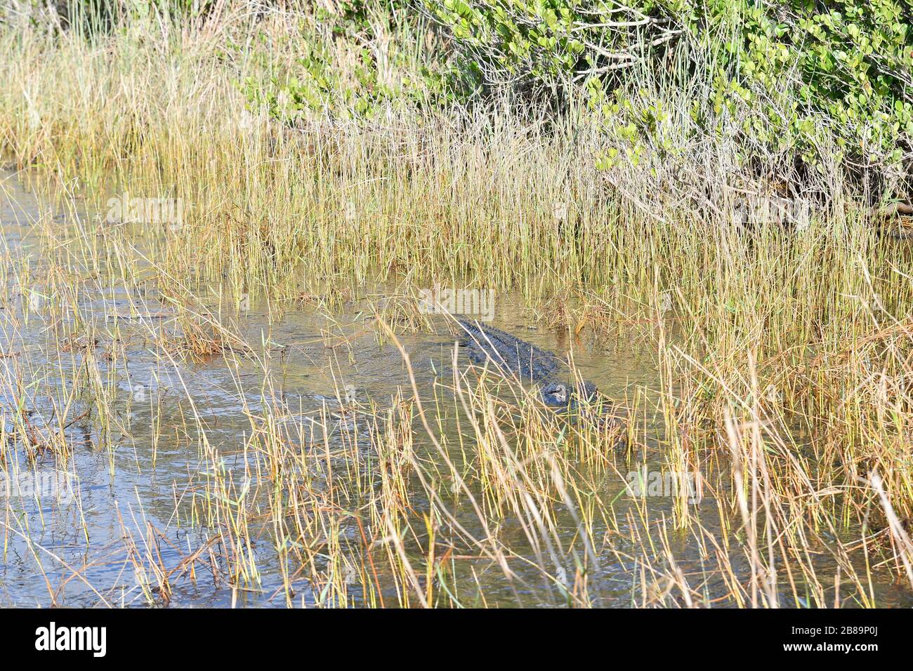 Everglades miami dade hi-res stock photography and images - Alamy