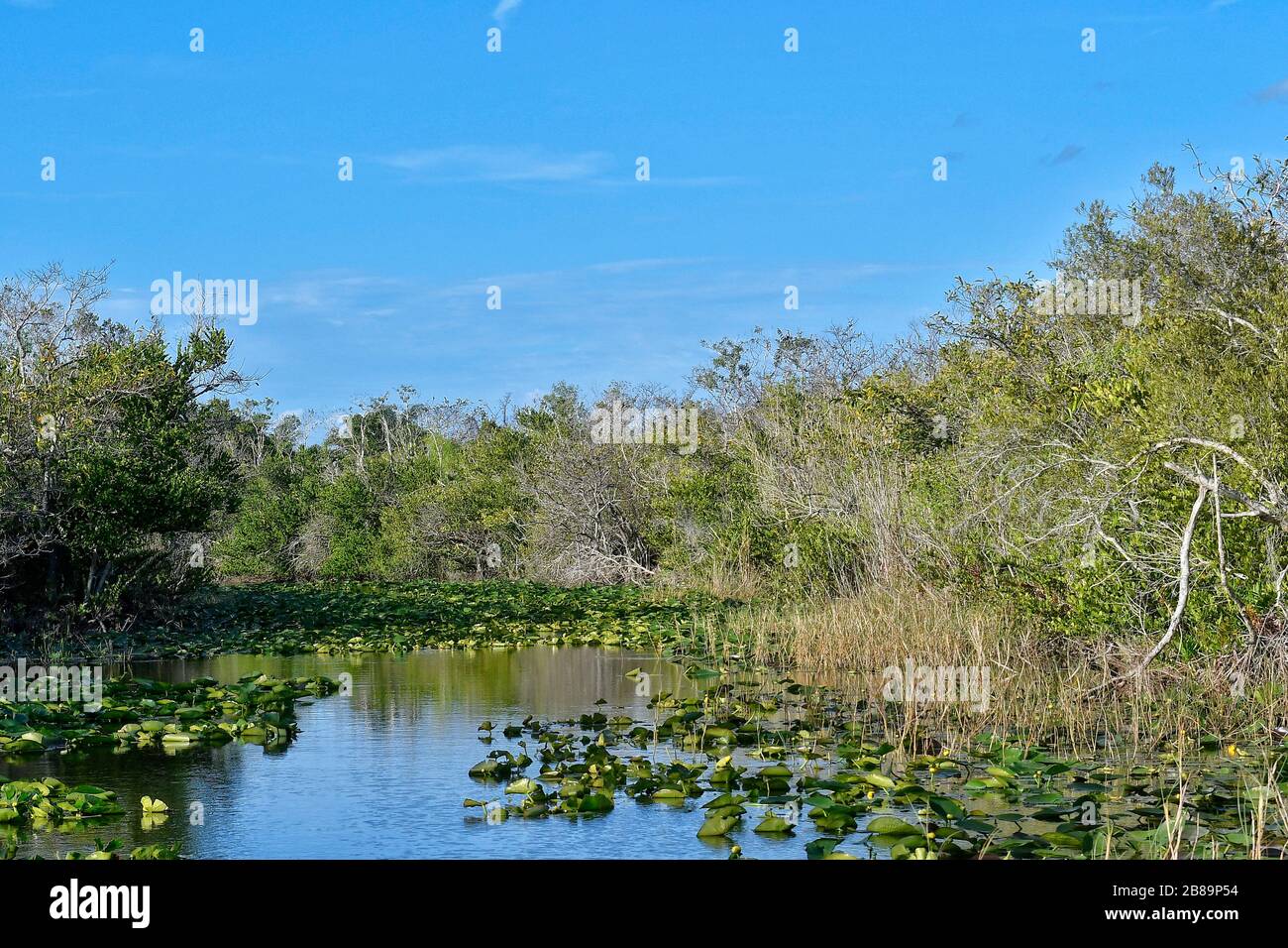Everglades, Miami, Fl, Usa Stock Photo - Alamy