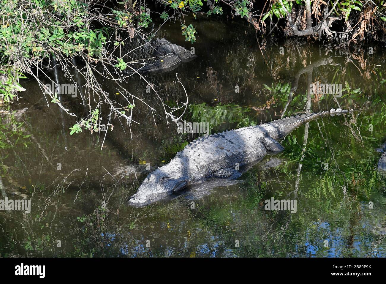 Miami everglades manatee hi-res stock photography and images - Alamy