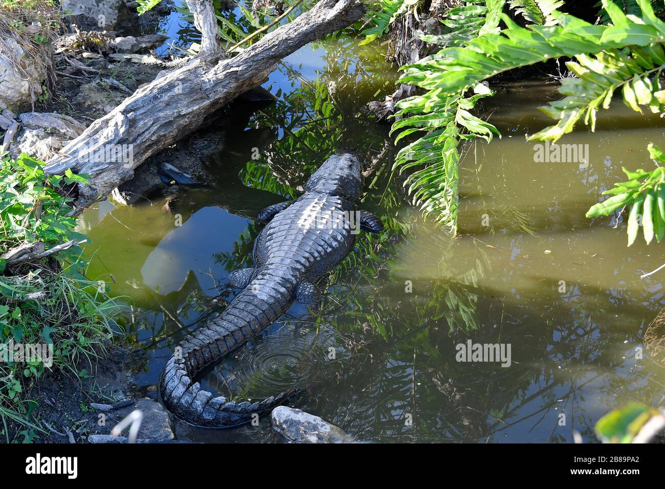 Everglades miami fl usa hi-res stock photography and images - Alamy