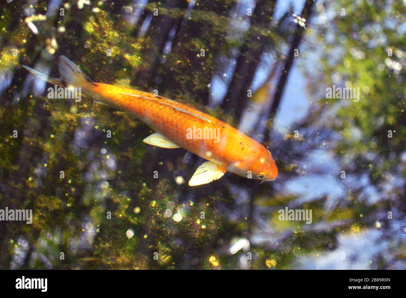 Beautiful coy carp hi-res stock photography and images - Alamy