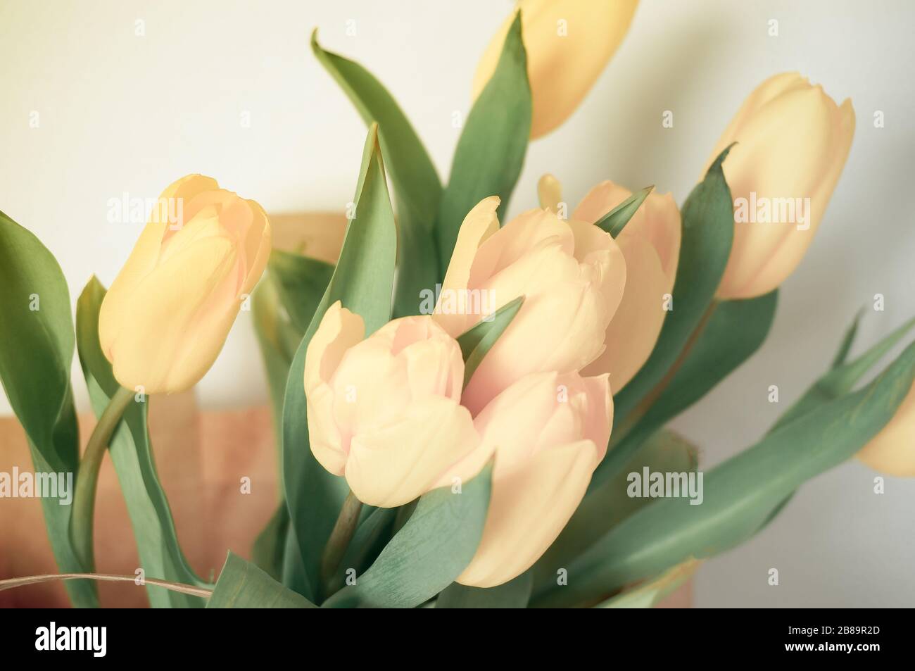 Yellow tulip flowers white background smoked filter Stock Photo - Alamy
