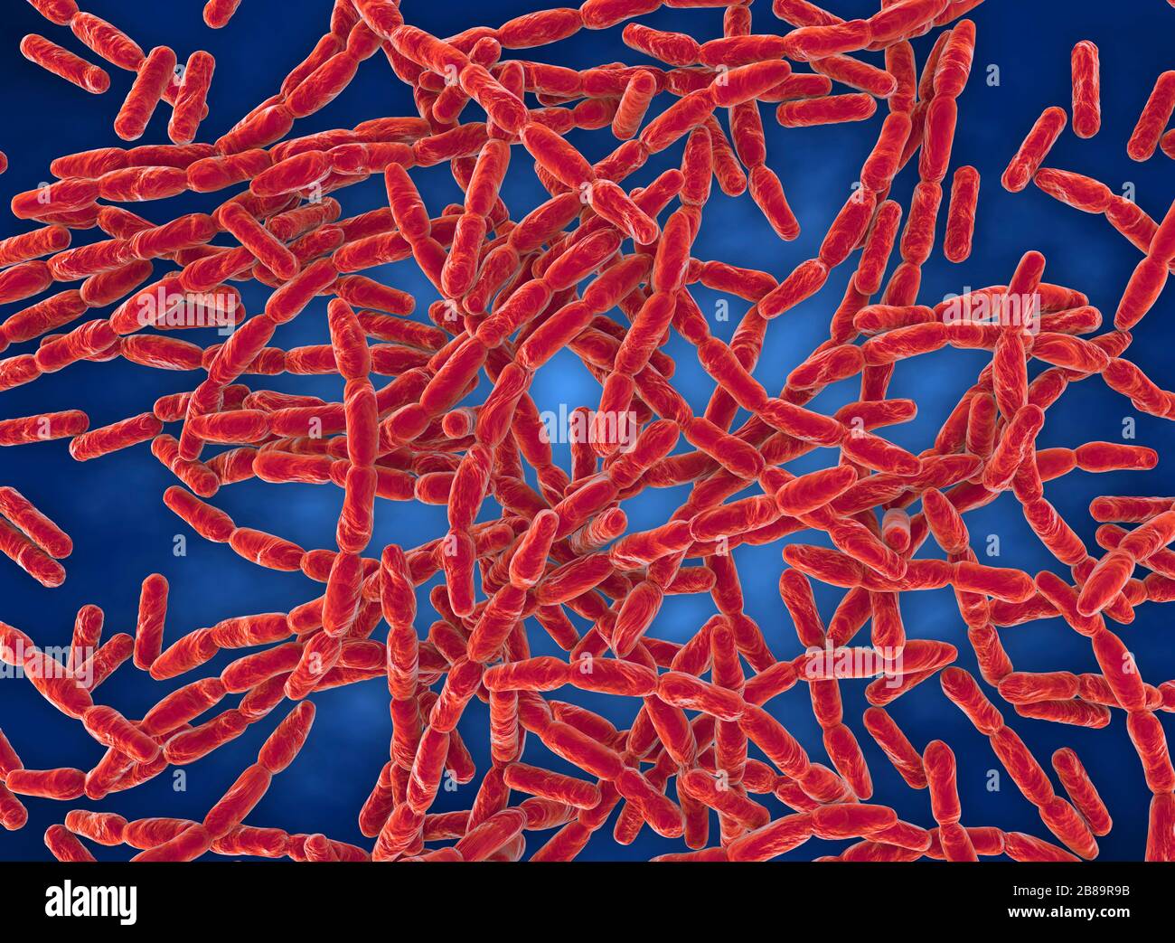 Anthrax Bacterium High Resolution Stock Photography and Images - Alamy Anthrax Bacterium High Resolution Stock Photography and Images - Alamy