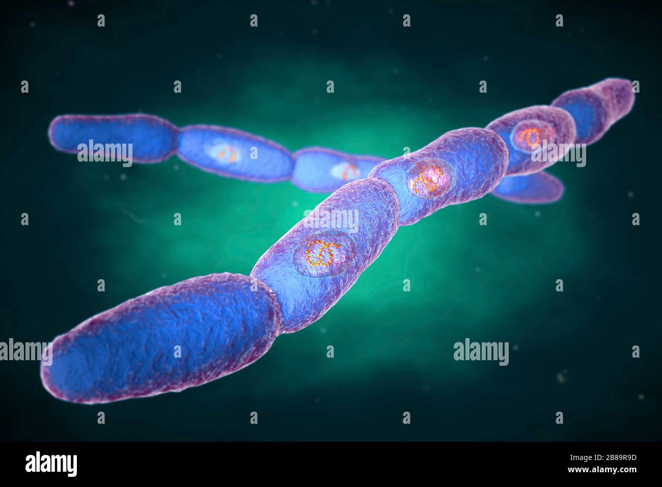 Anthrax bacteria, illustration Stock Photo - Alamy
