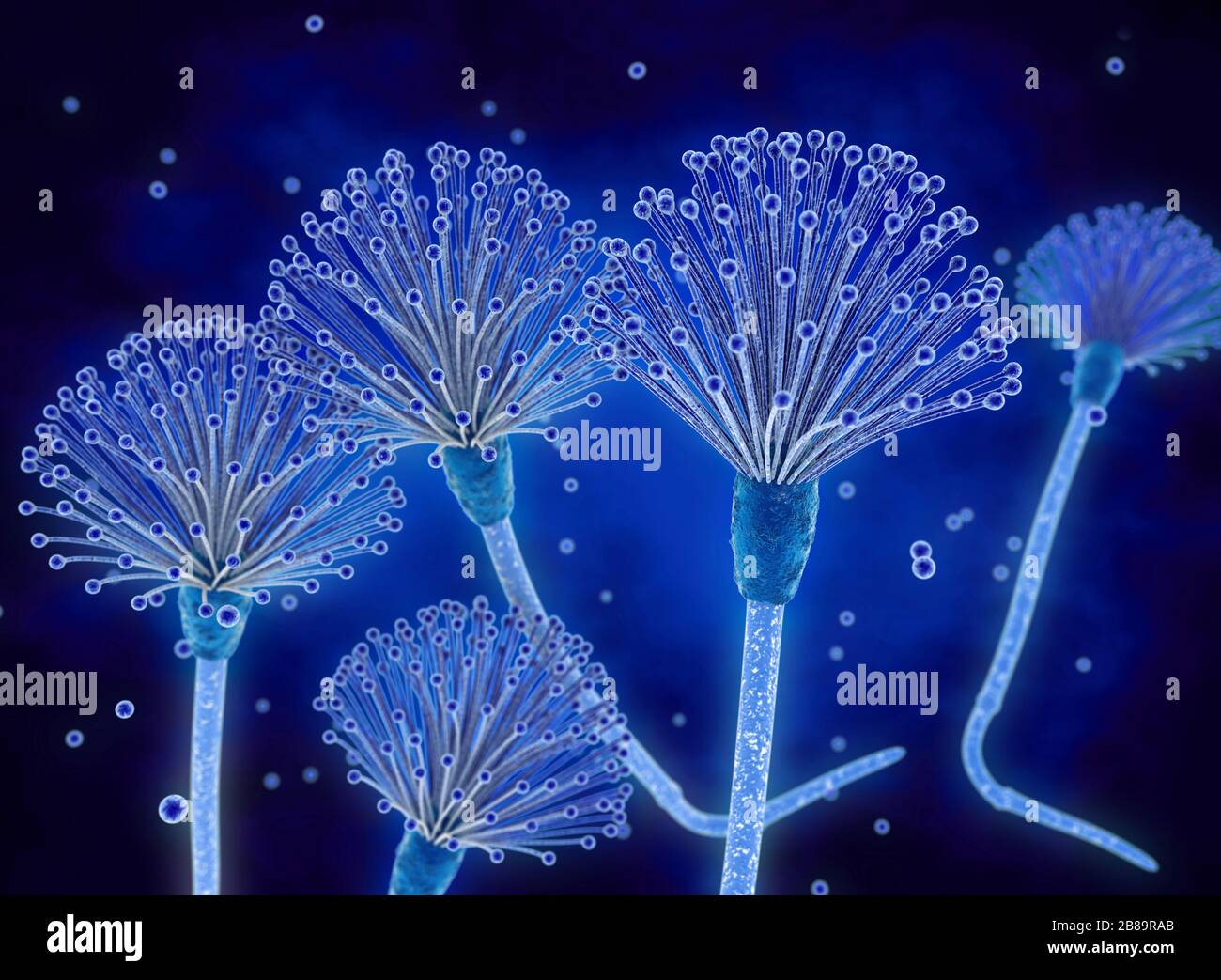 Aspergillus mould and spores, illustration Stock Photo - Alamy