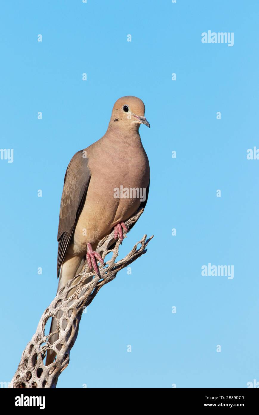A mourning dove enjoys the morning in Tucson, Arizona Stock Photo - Alamy