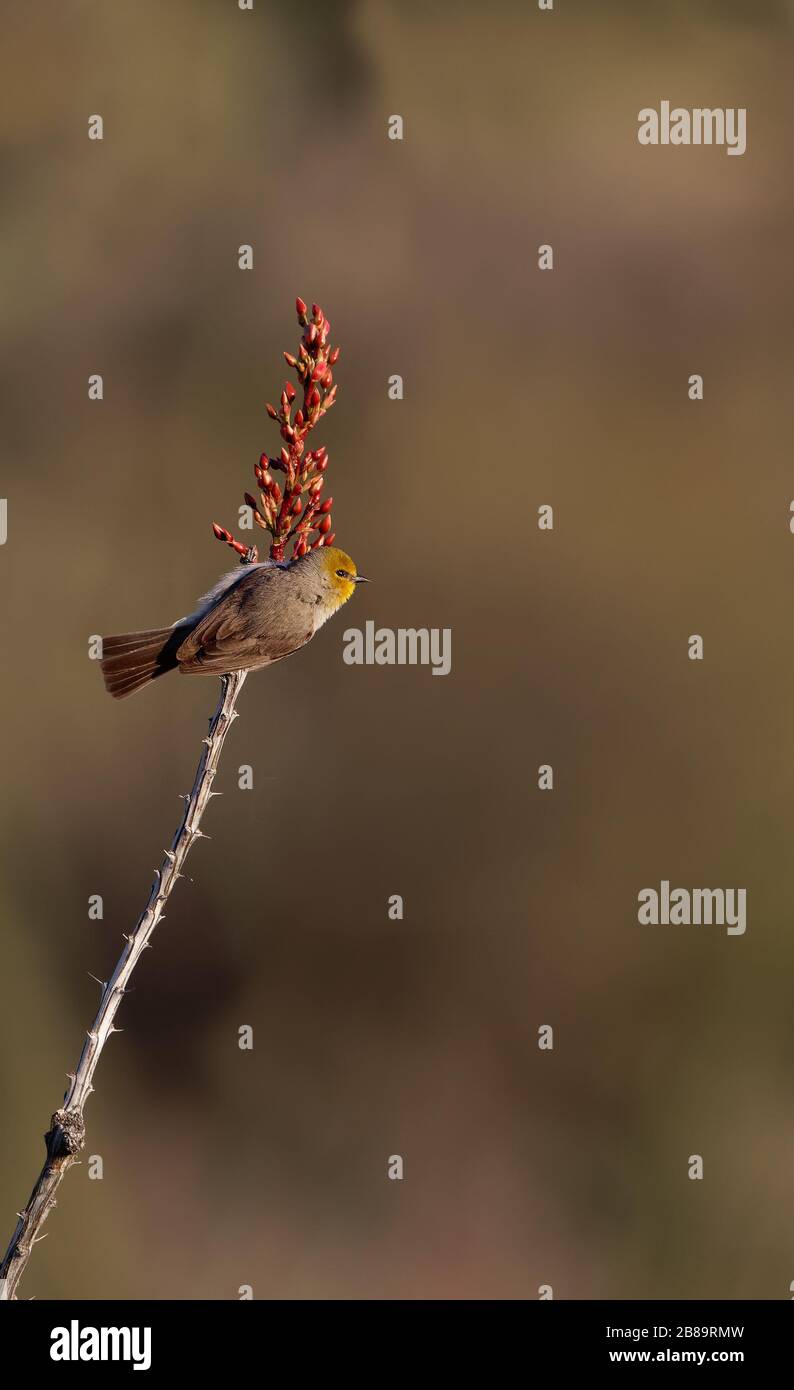 A verdin rests for a moment on an ocotillo branch in Saquaro National ...