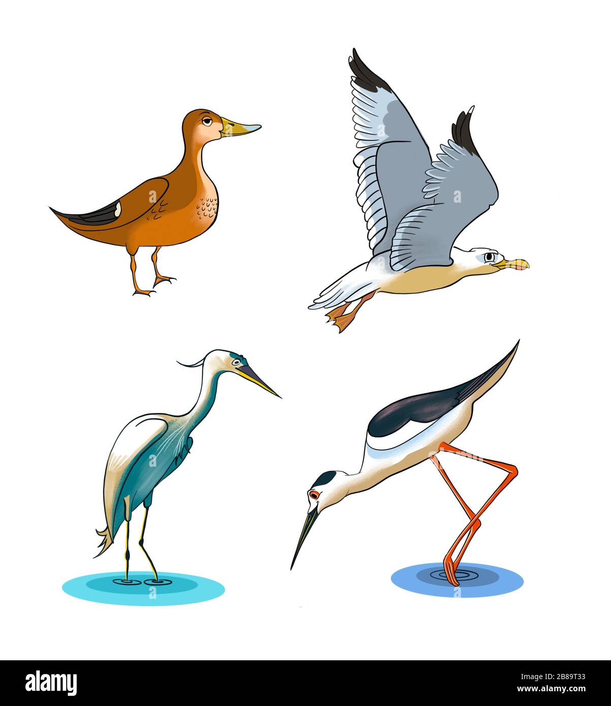 Wetland Animals Drawings