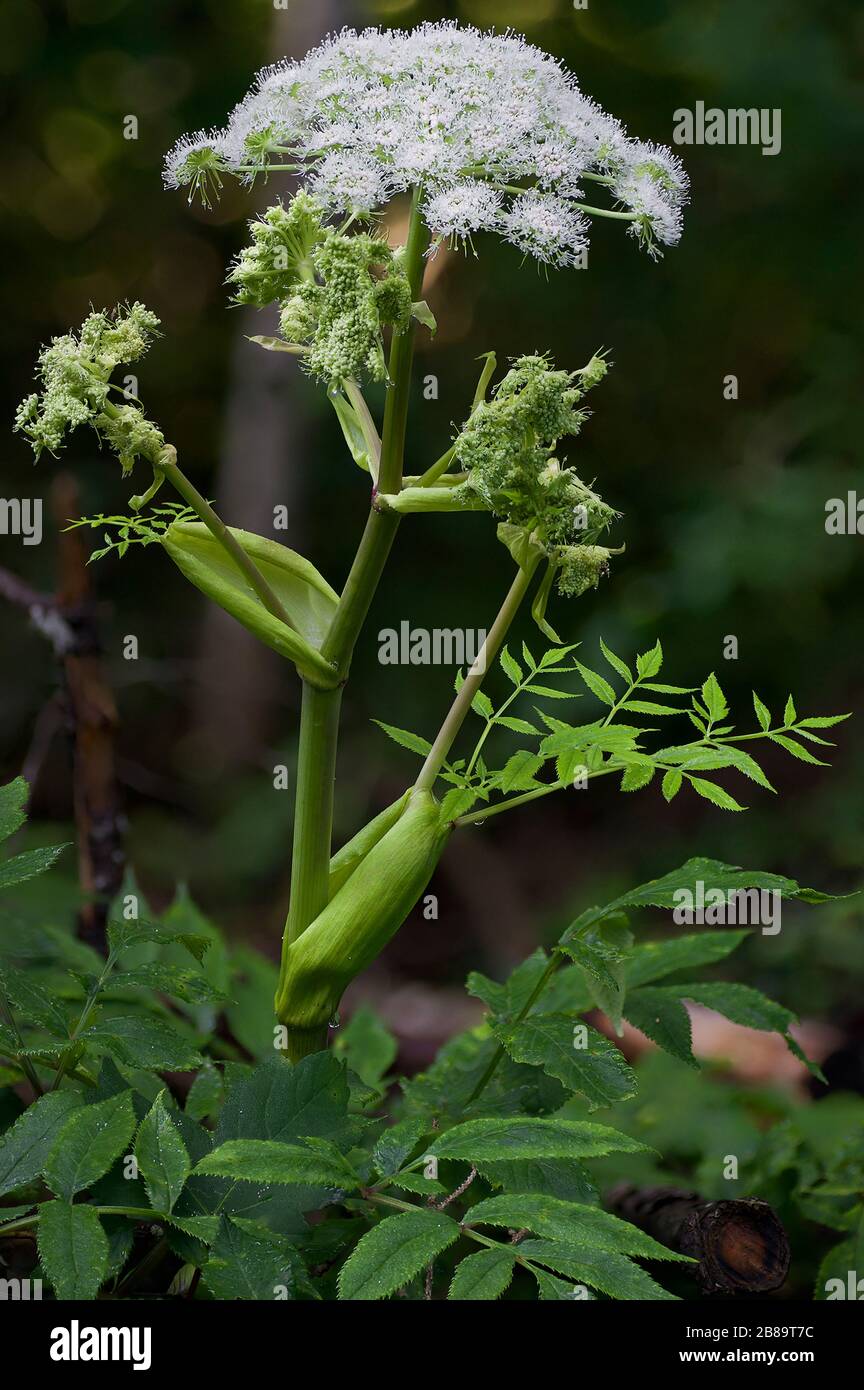 Wild angelica (Angelica sylvestris), blooming, Germany, Bavaria Stock ...