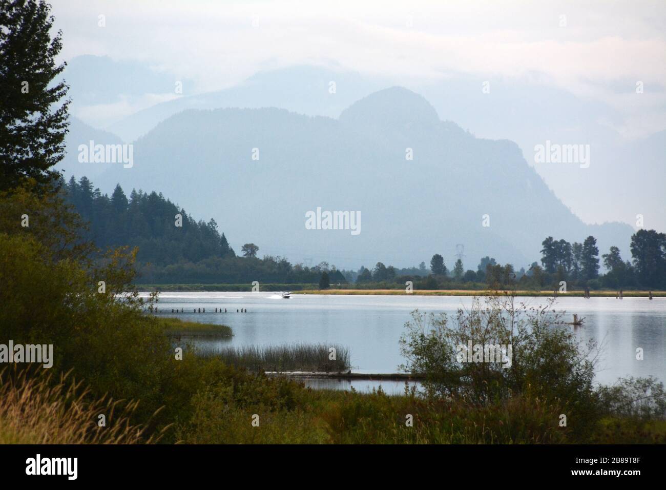 The forest and wetlands of the Pitt River, and the Coast Mountains in ...
