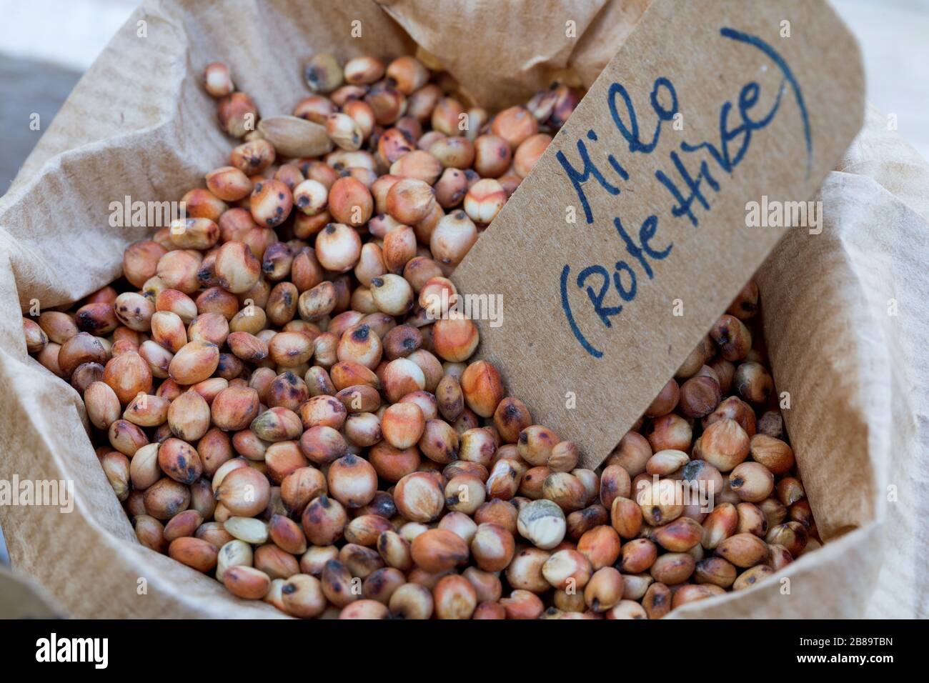 Yellow Broom Corn Seed