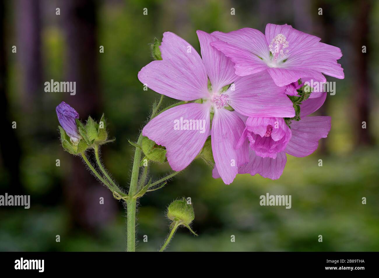 Musk cheeseweed malva moschata hi-res stock photography and images - Alamy