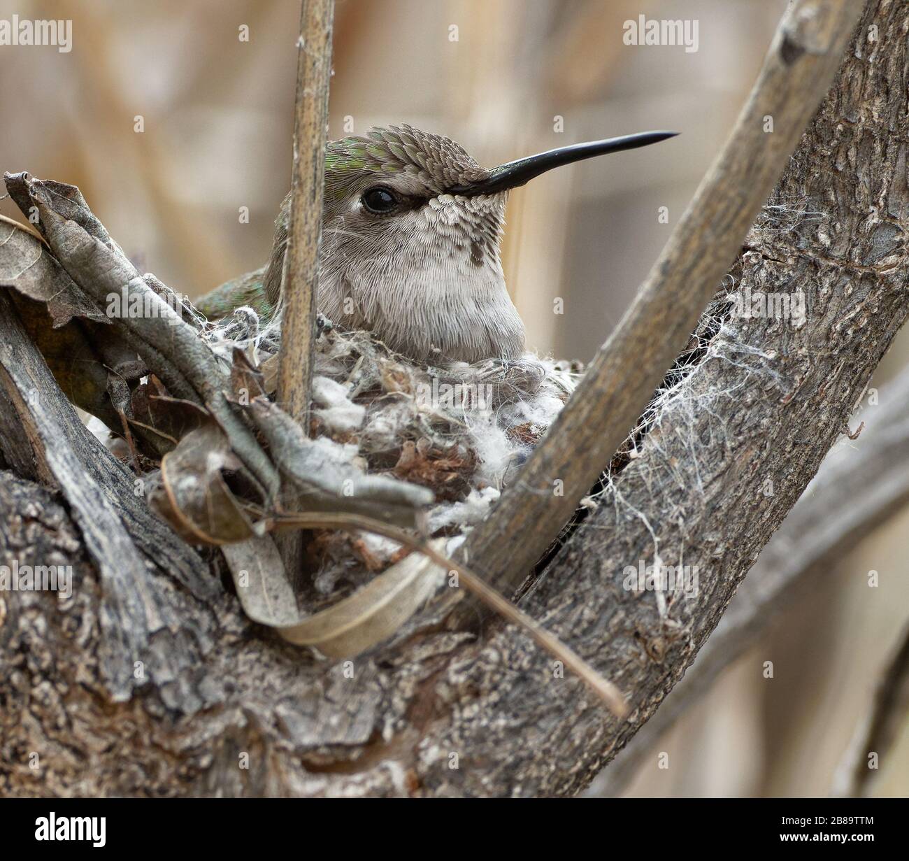 A hummingbird nestles in her nest in Tucson, Arizona Stock Photo - Alamy