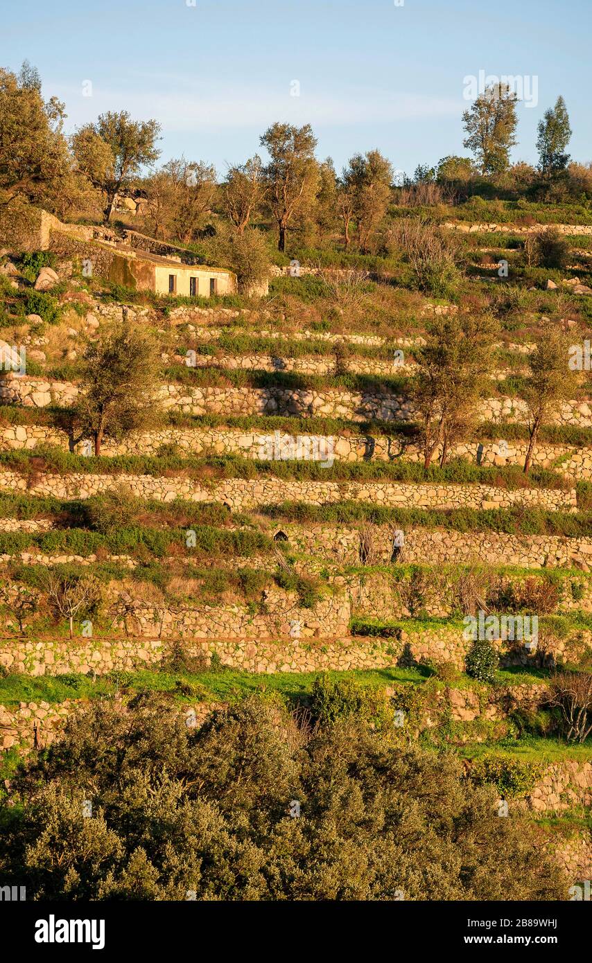 traditional terrace cultivation with dry-stone walls on the slope of ...