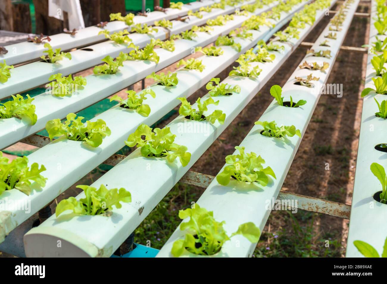 Organic vegetables grown in water in a line arranged in rows Stock ...