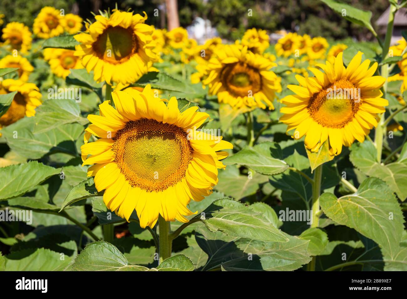 Landscape of Sunflower blooming natural background Stock Photo - Alamy