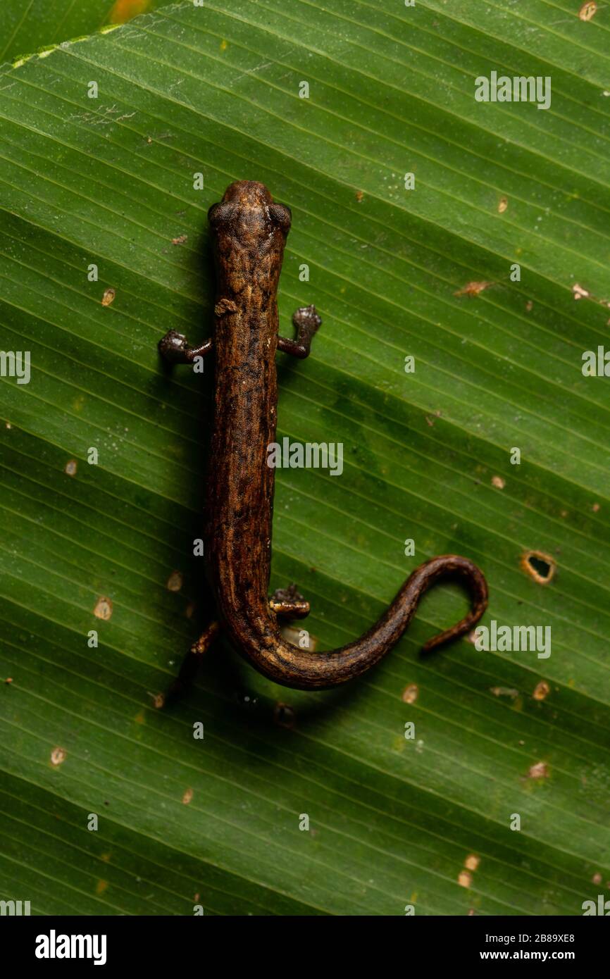 Peru Mushroom-tongued Salamander (Bolitoglossa peruviana) from the ...