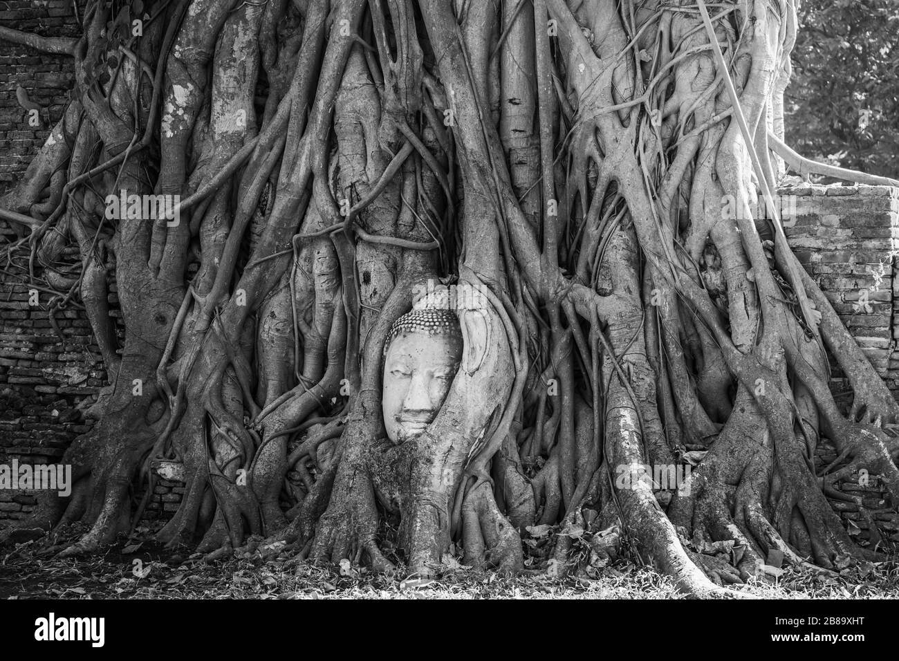 Buddha bodhi tree Black and White Stock Photos & Images - Alamy