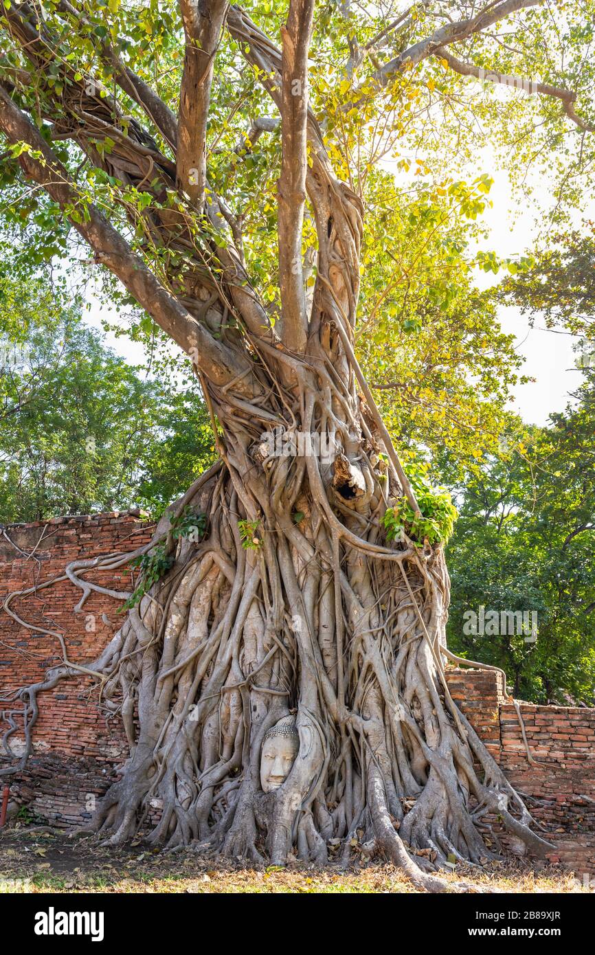 Large bodhi tree with Buddha Head in Tree Roots at Wat Mahathat Temple ...