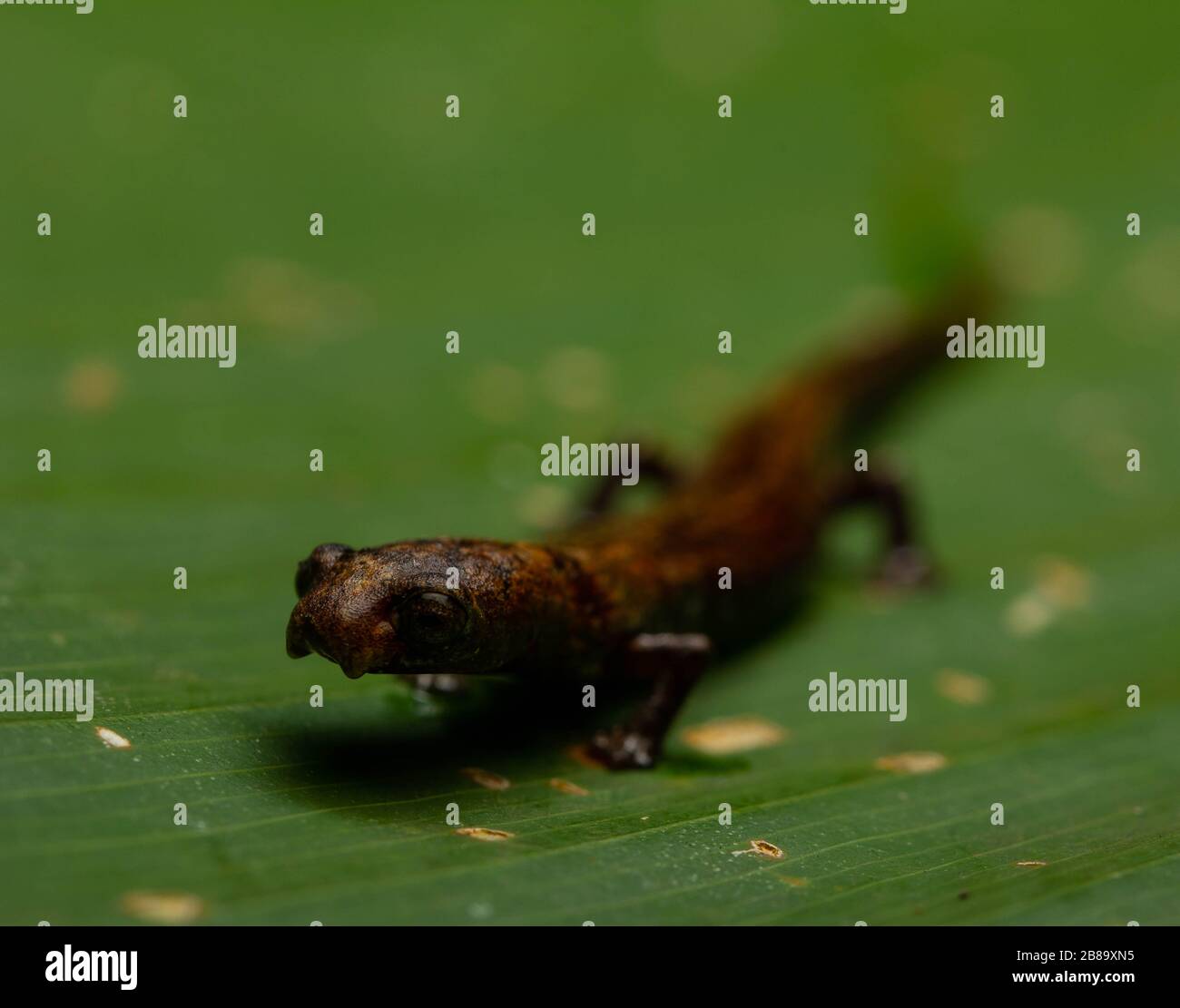 Peru Mushroom-tongued Salamander (Bolitoglossa peruviana) from the ...