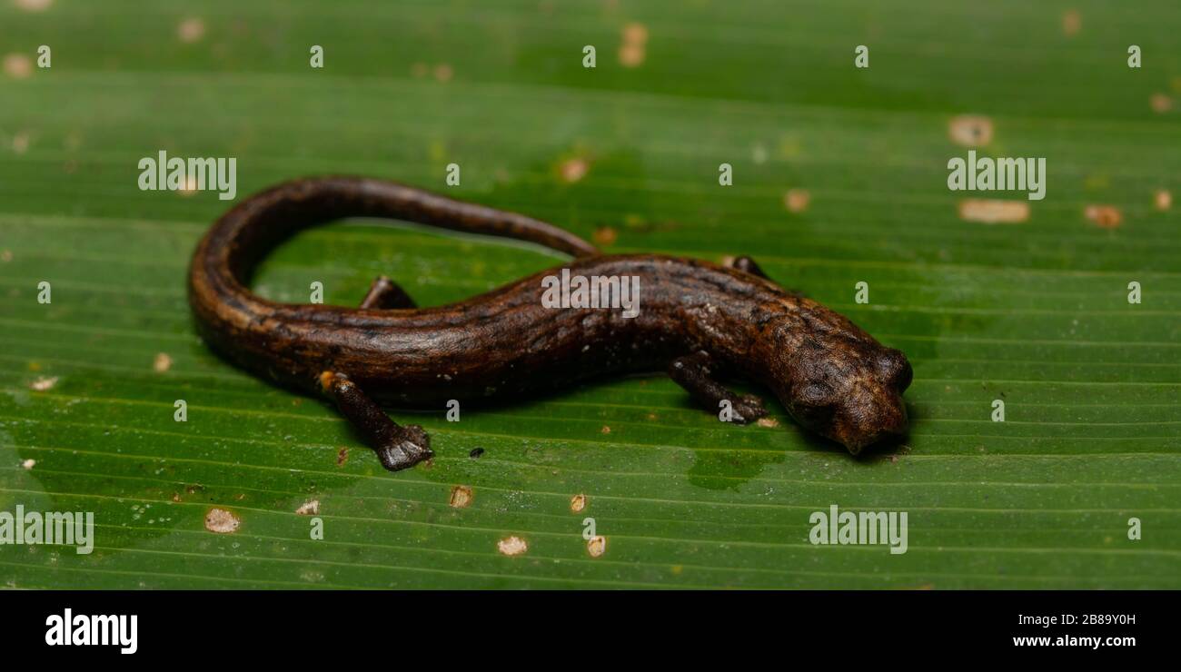 Peru Mushroom-tongued Salamander (Bolitoglossa peruviana) from the ...