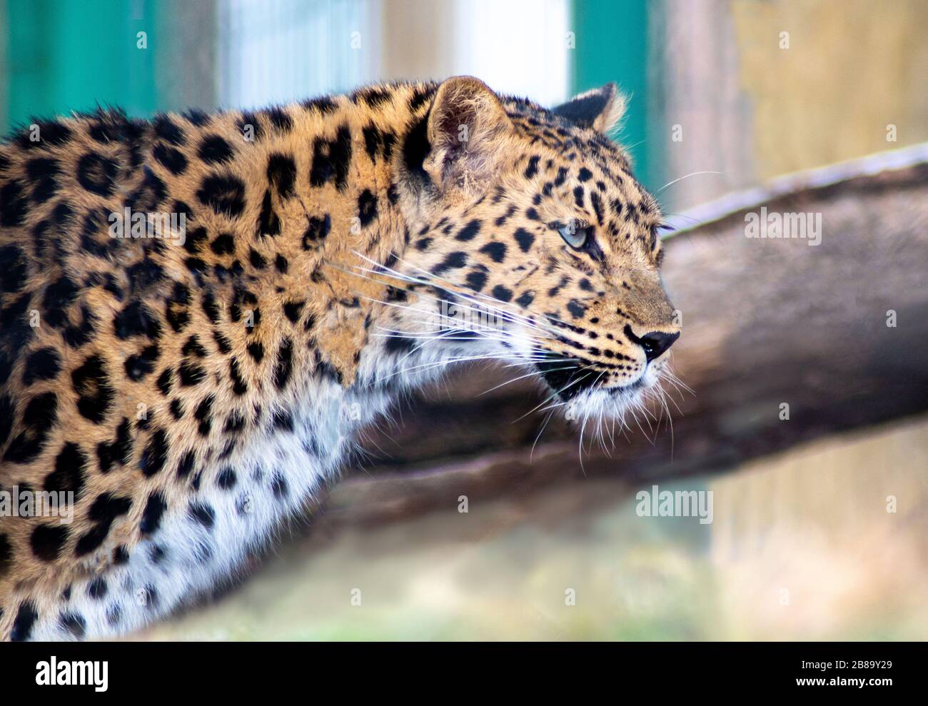 Beautiful spotted coat of a cheetah hi-res stock photography and images ...