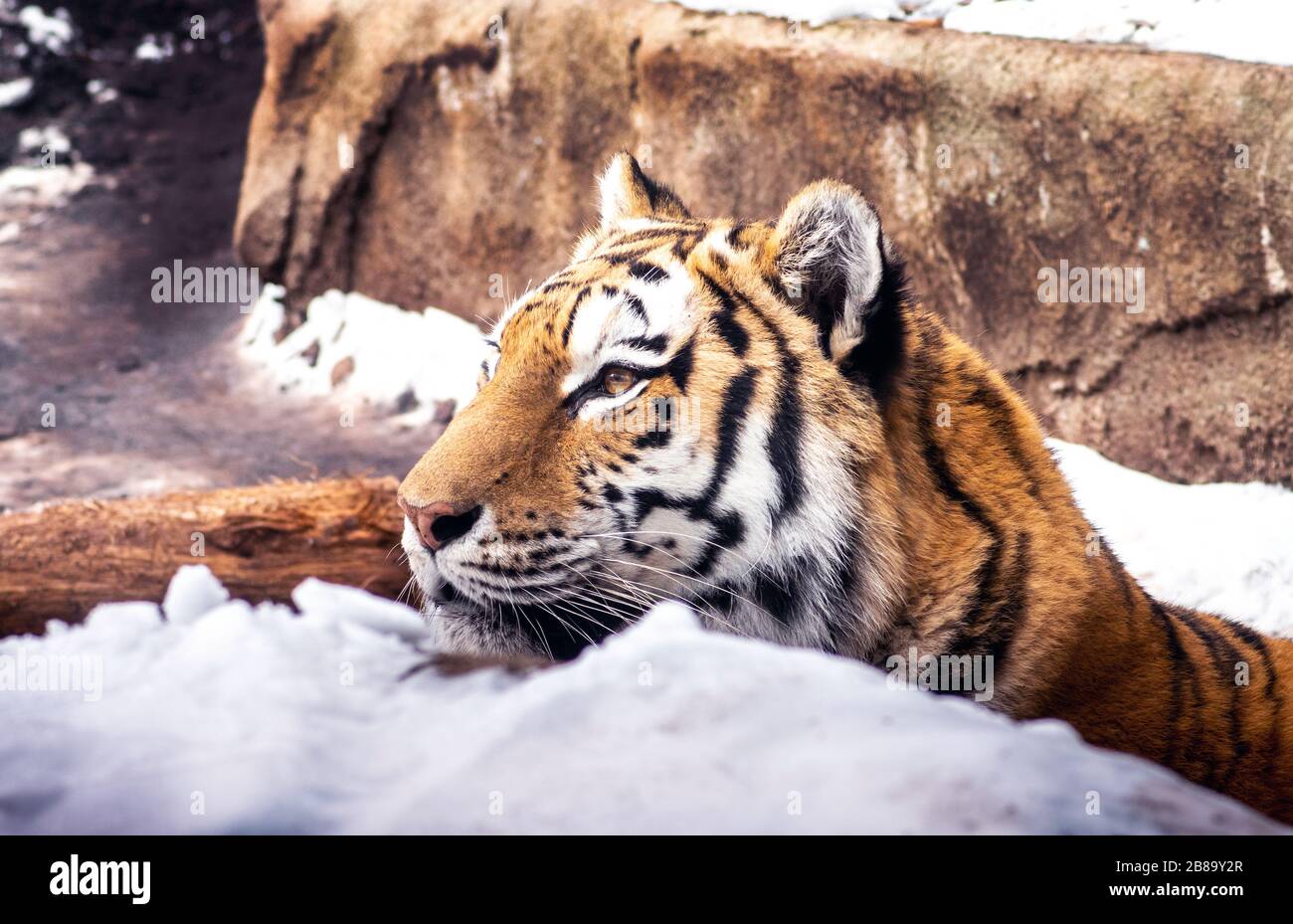Which is the natural habitat of the amur tiger hi-res stock photography ...
